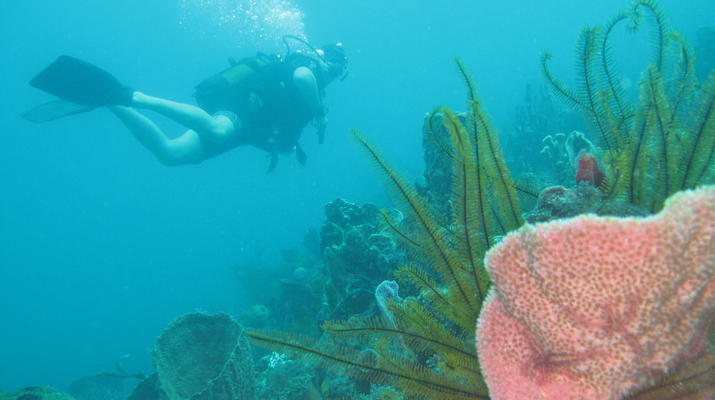 Plongées d'exploration au Marin, Martinique
